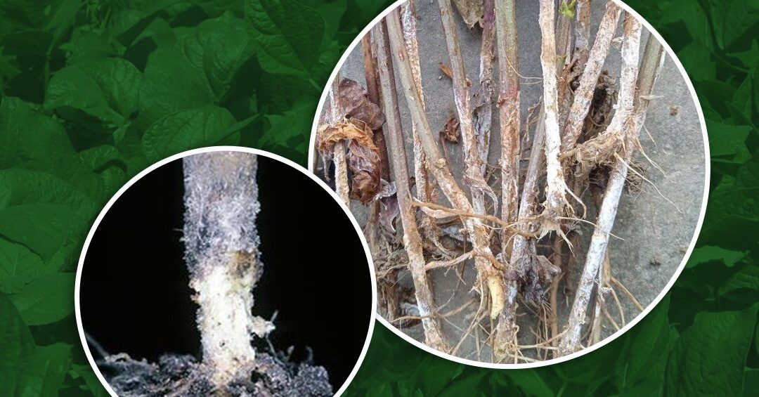 တောင်သူတိုင်းသတိထားသင့်တဲ့ အပင်ခြေမှိုစွဲရောဂါ – Myanma Awba